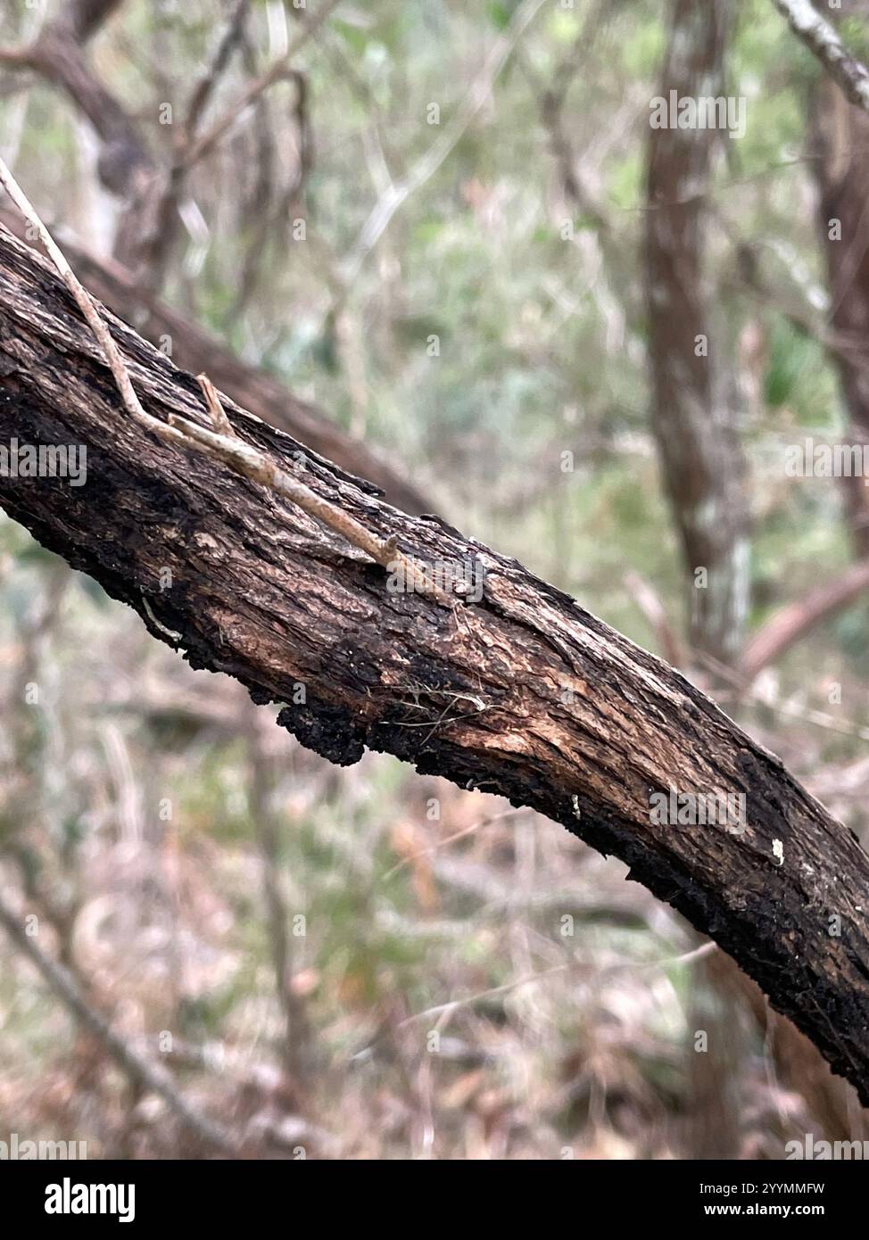 Tantoon (Leptospermum polygalifolium Stock Photo - Alamy