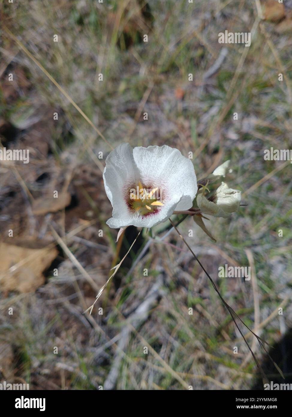 Howell's mariposa lily (Calochortus howellii Stock Photo - Alamy