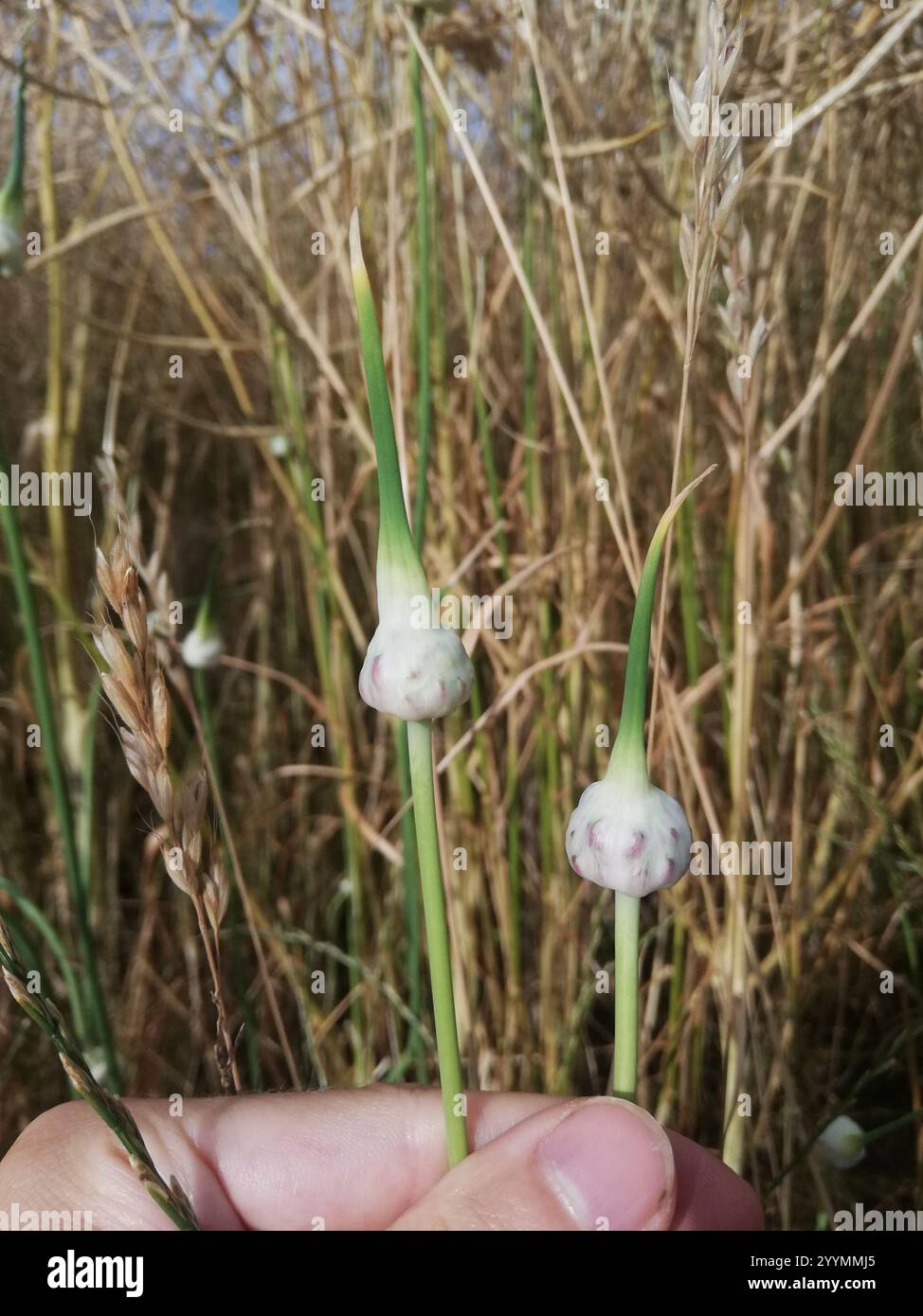 Garlic (Allium sativum Stock Photo - Alamy