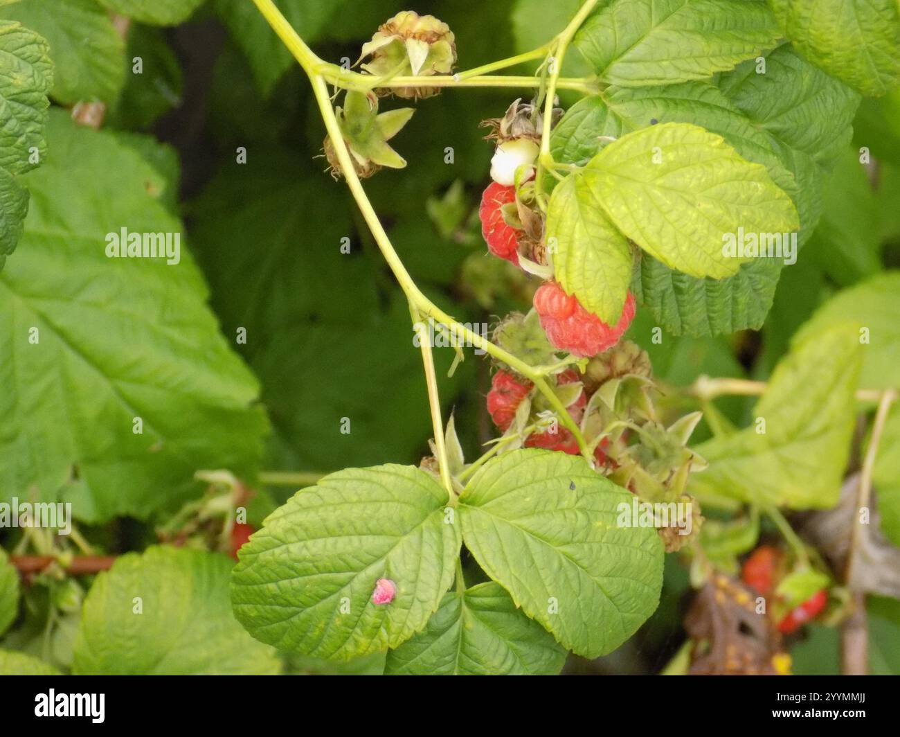 red raspberry (Rubus idaeus Stock Photo - Alamy