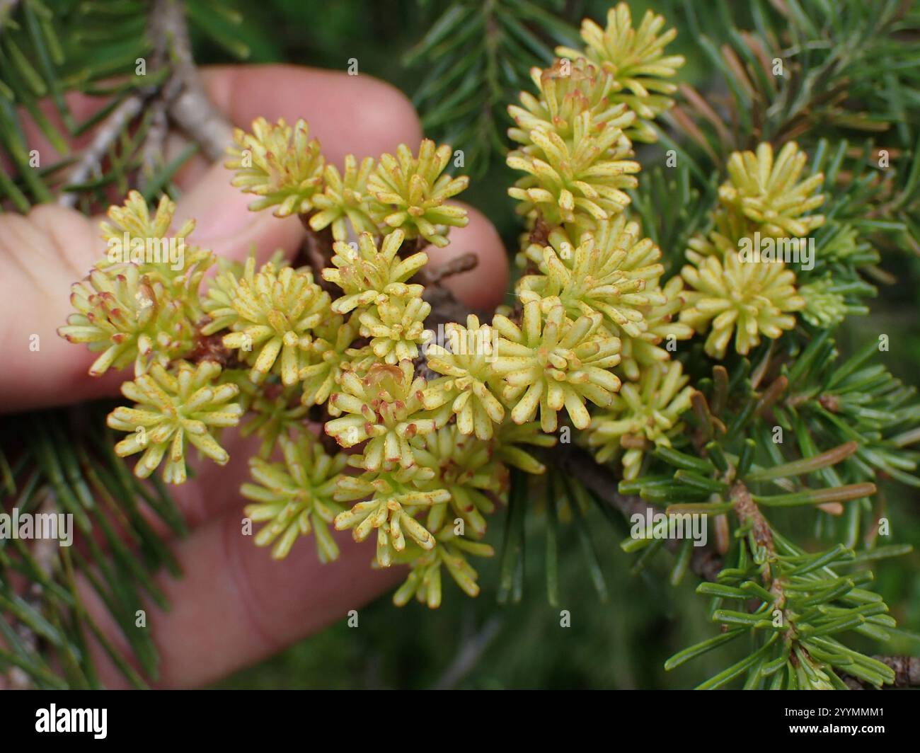 spruce witch's broom rust (Chrysomyxa arctostaphyli Stock Photo - Alamy