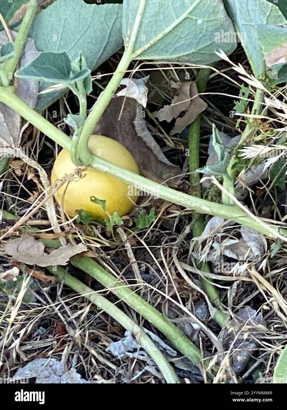 Buffalo Gourd (Cucurbita foetidissima Stock Photo - Alamy