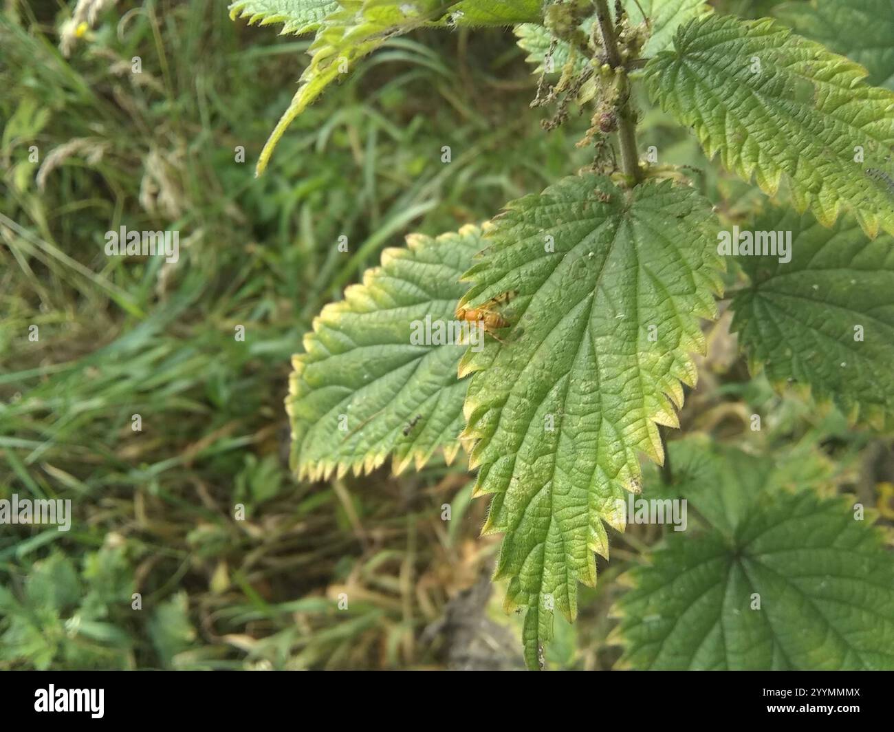 Rose Hip Fly (Rhagoletis alternata Stock Photo - Alamy