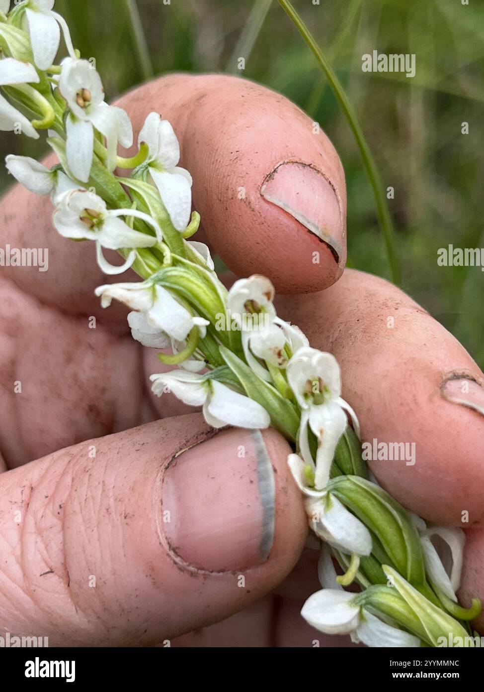 white bog orchid (Platanthera dilatata Stock Photo - Alamy