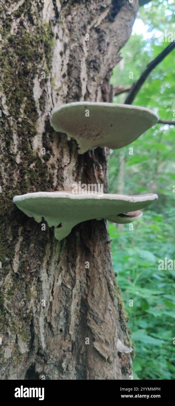 artist's bracket (Ganoderma applanatum Stock Photo - Alamy