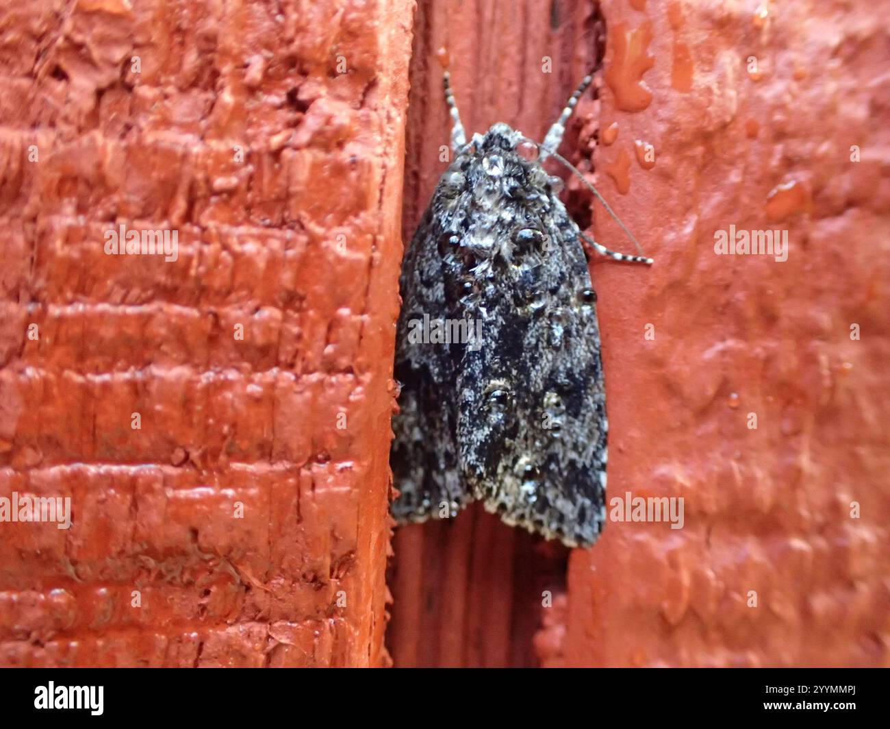 Dagger Moths (Acronicta Stock Photo - Alamy