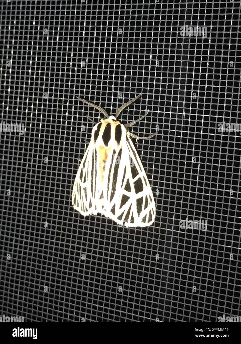 Virgin Tiger Moth (Apantesis virgo Stock Photo - Alamy