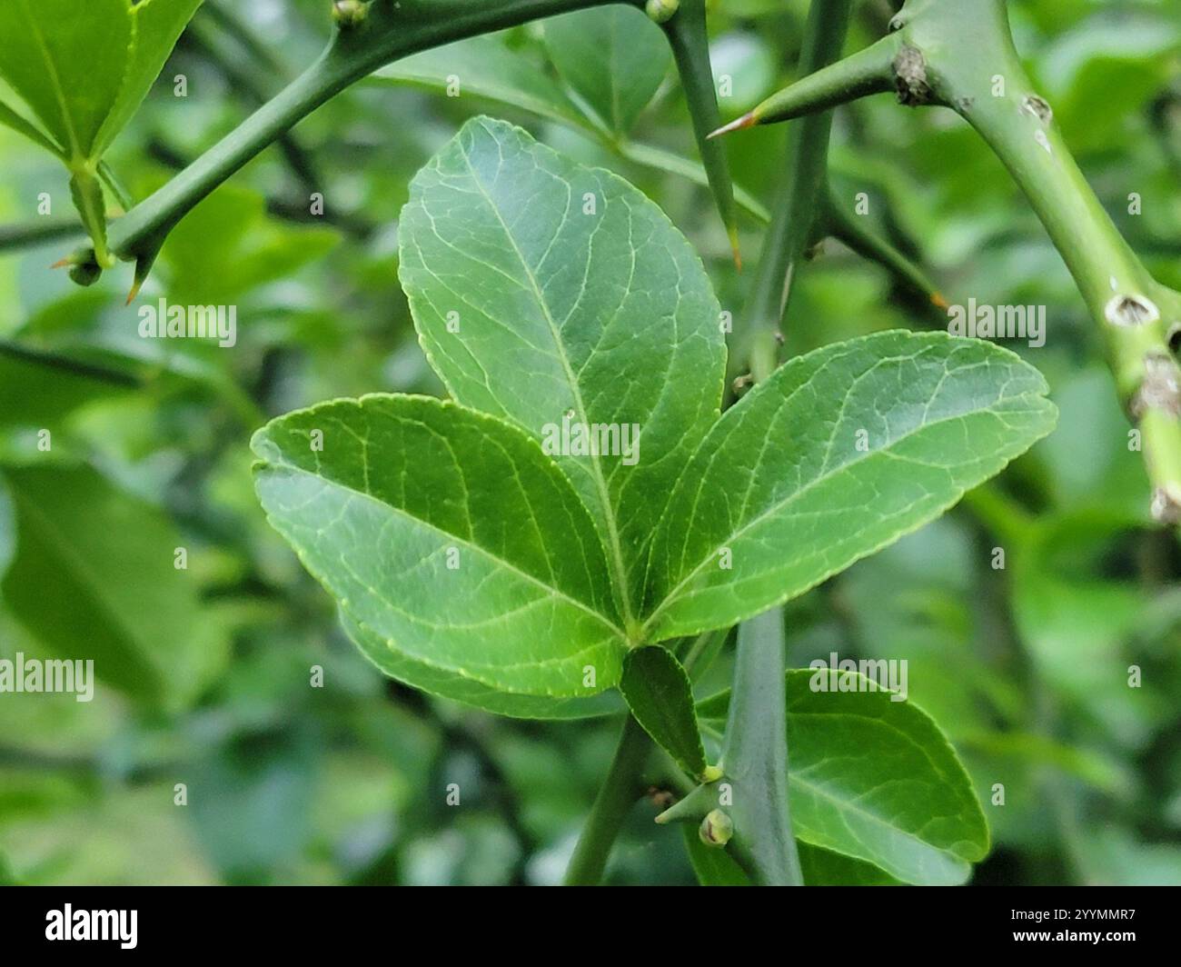 trifoliate orange (Citrus trifoliata Stock Photo - Alamy