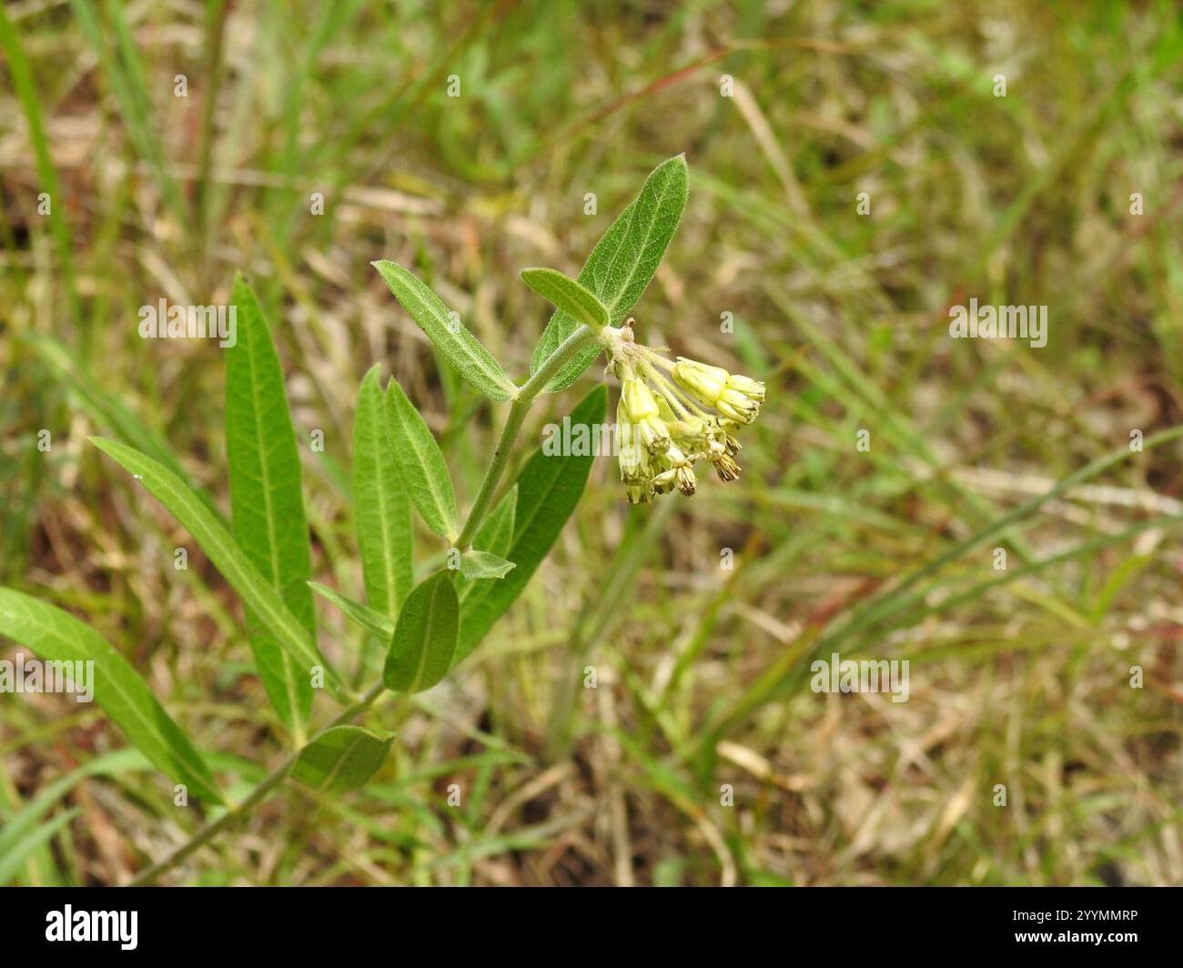 green comet milkweed (Asclepias viridiflora Stock Photo - Alamy
