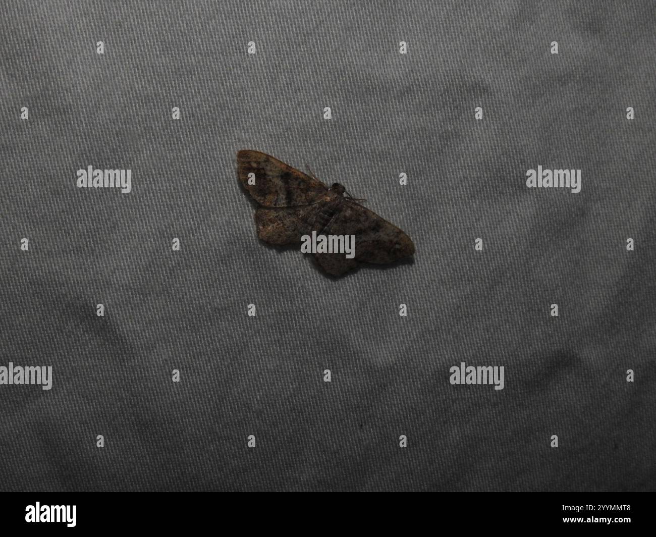 Unipunctata hi-res stock photography and images - Alamy