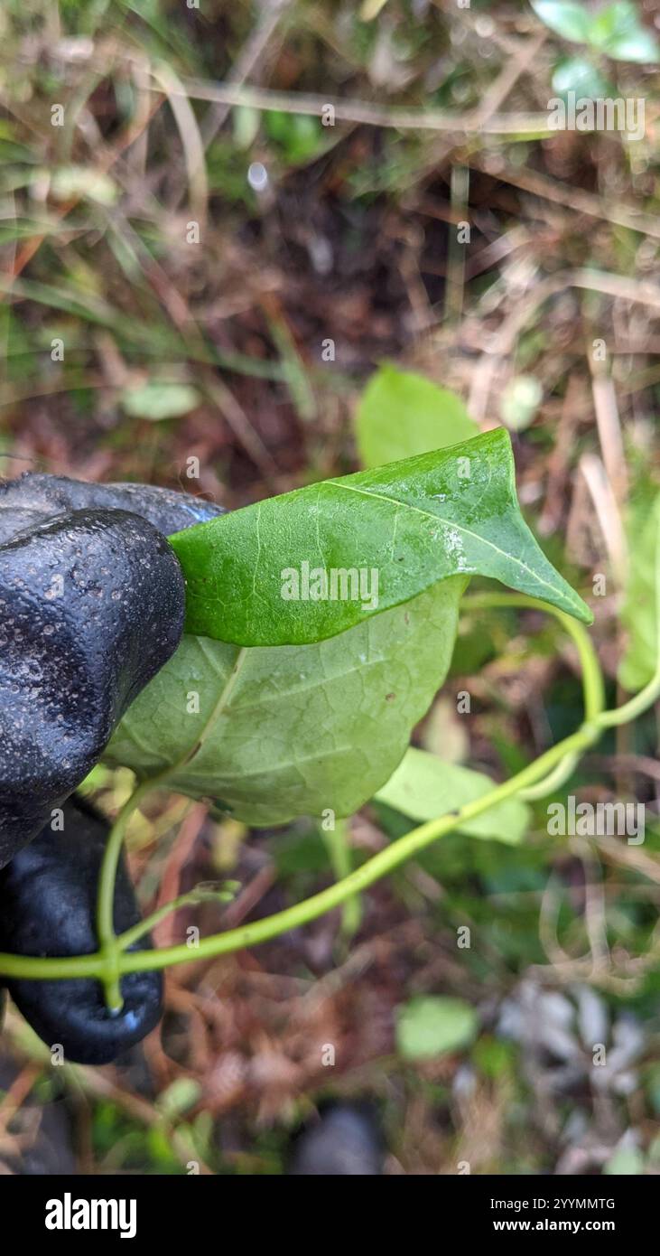Common Milk Vine (Leichhardtia rostrata Stock Photo - Alamy