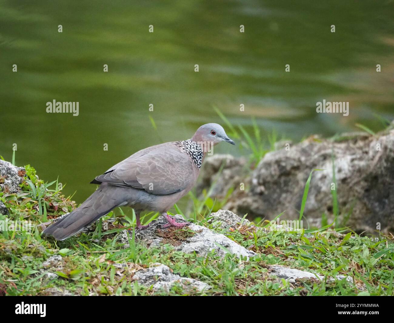 Spotted Dove (Spilopelia chinensis Stock Photo - Alamy