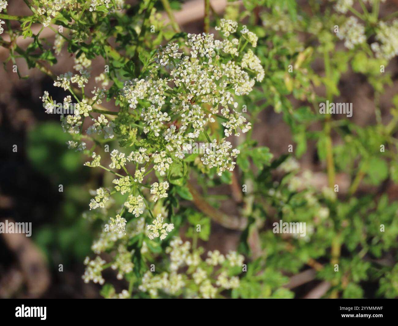 poison hemlock (Conium maculatum Stock Photo - Alamy
