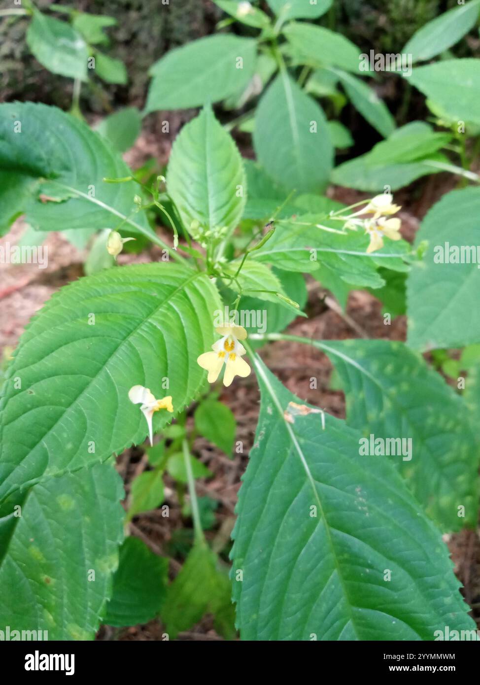 small balsam (Impatiens parviflora Stock Photo - Alamy