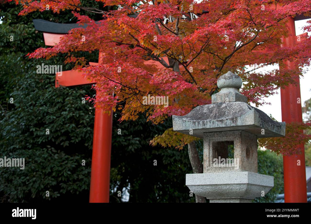 Bright red autumn maple trees highlight Tenryuji Hachimangu Shinto ...