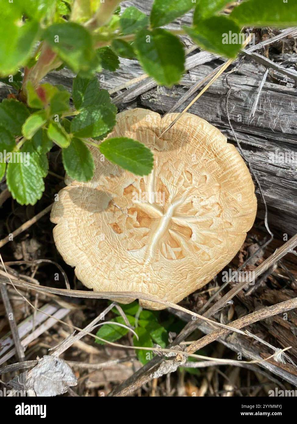 Spring Fieldcap (Agrocybe praecox Stock Photo - Alamy