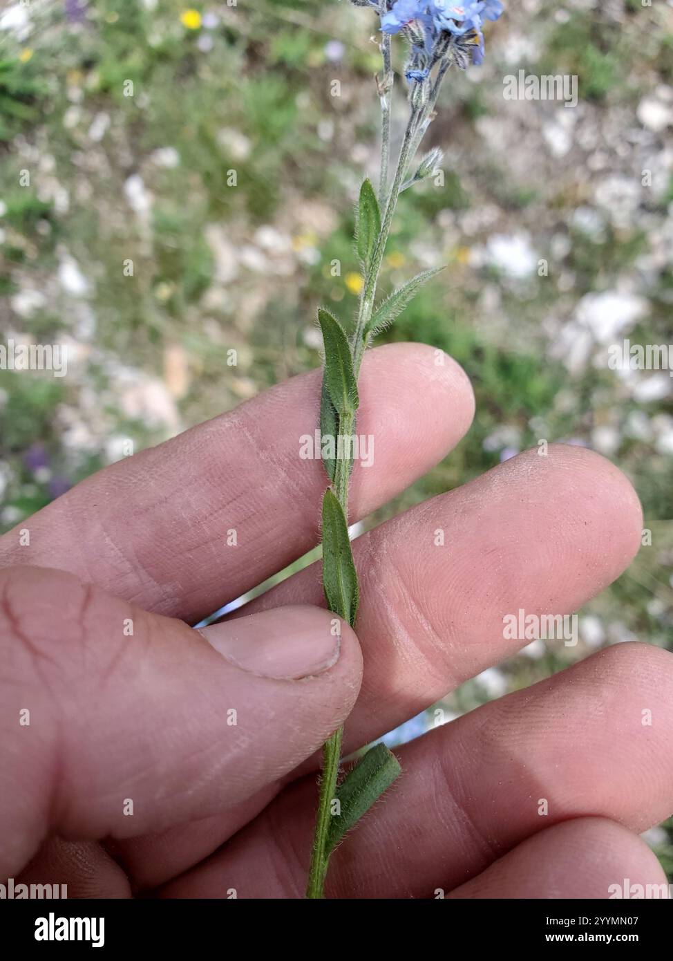 mountain forget-me-not (Myosotis asiatica Stock Photo - Alamy