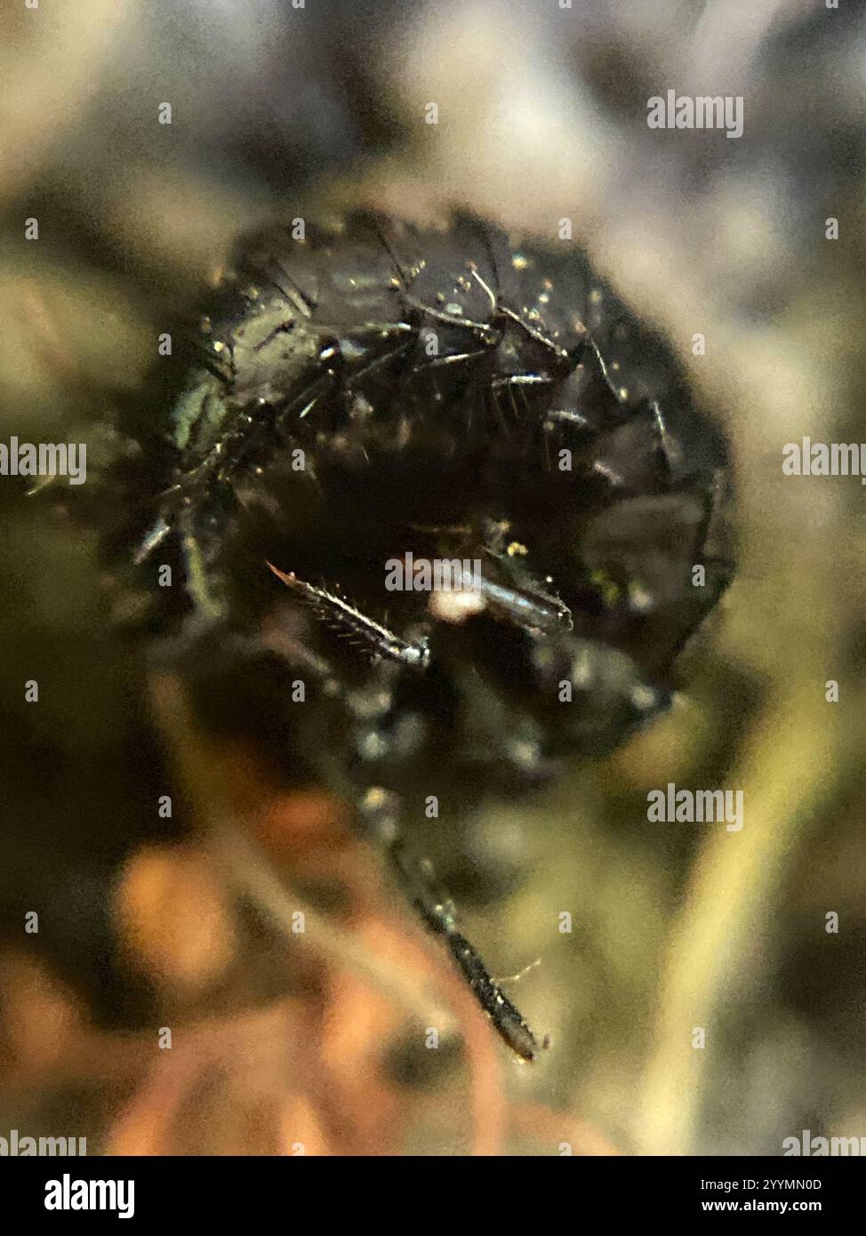 Burying and Carrion Beetles (Silphidae Stock Photo - Alamy