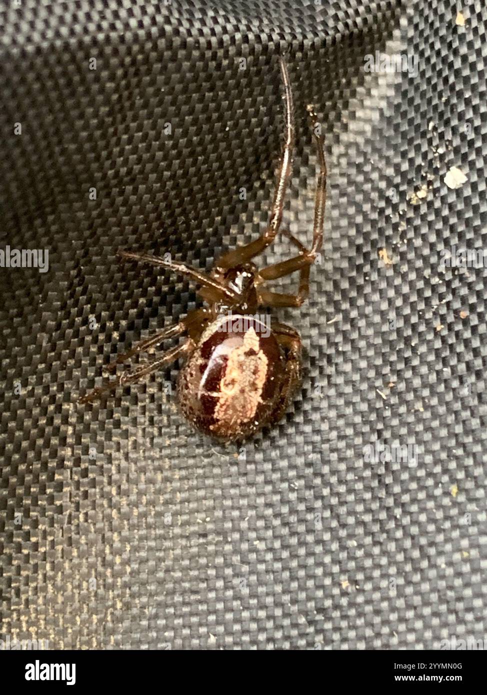 Noble False Widow (Steatoda nobilis Stock Photo - Alamy