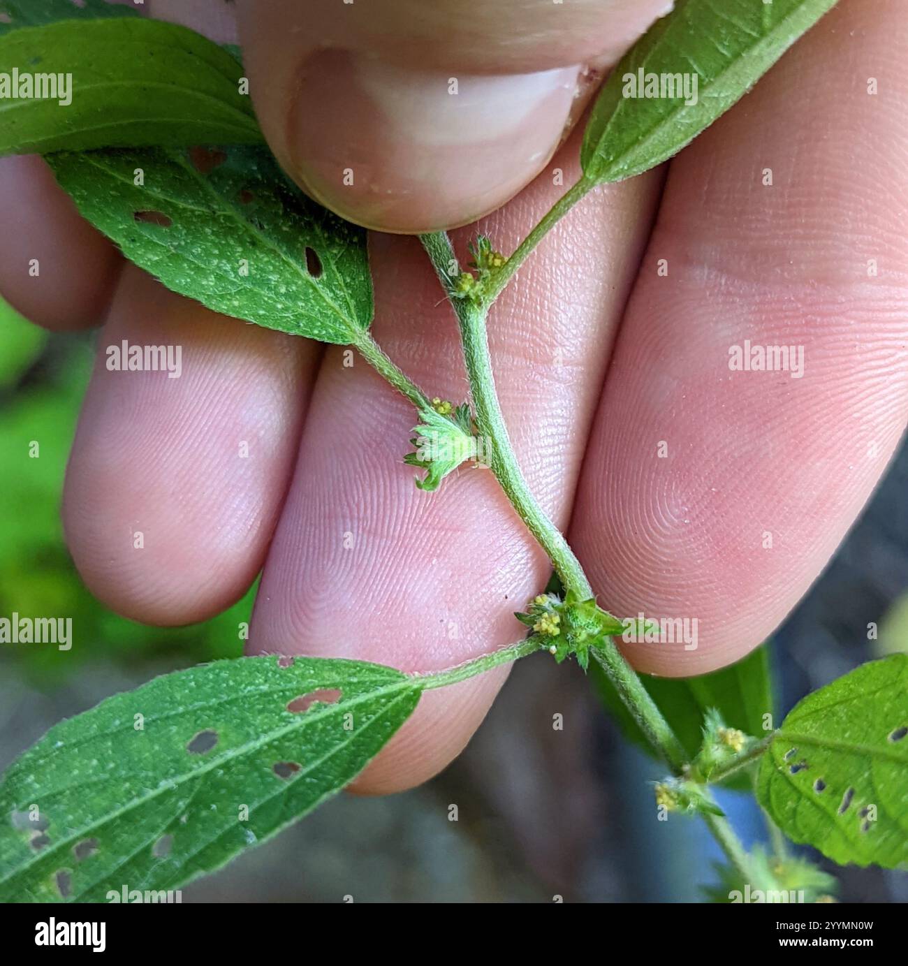 three-seeded mercuries (Acalypha Stock Photo - Alamy