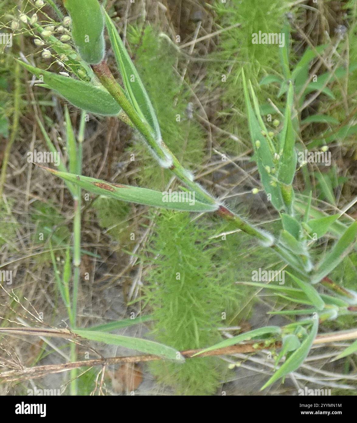 Velvet Panicum (Dichanthelium scoparium Stock Photo - Alamy