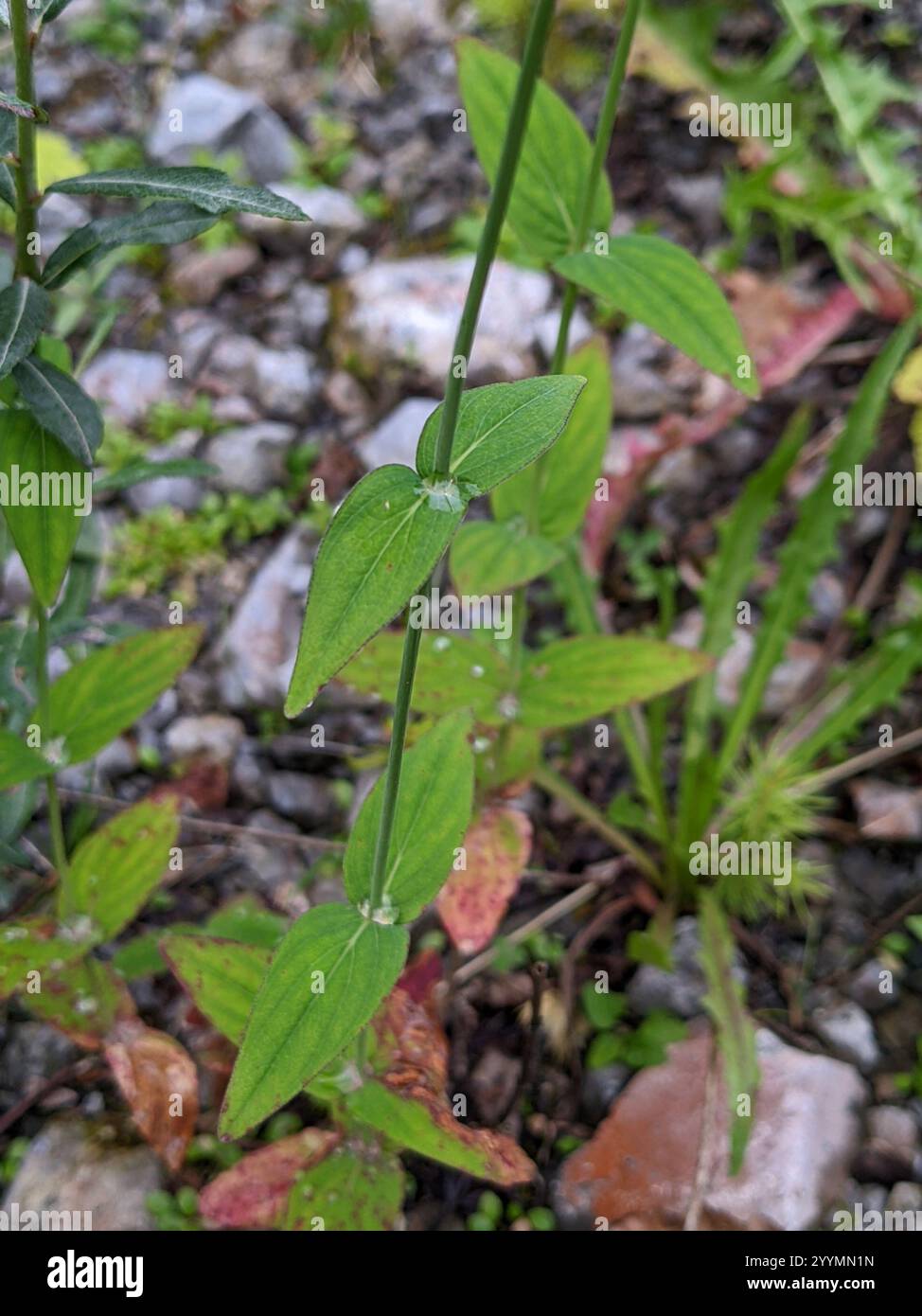 Pale st johns wort hi-res stock photography and images - Alamy