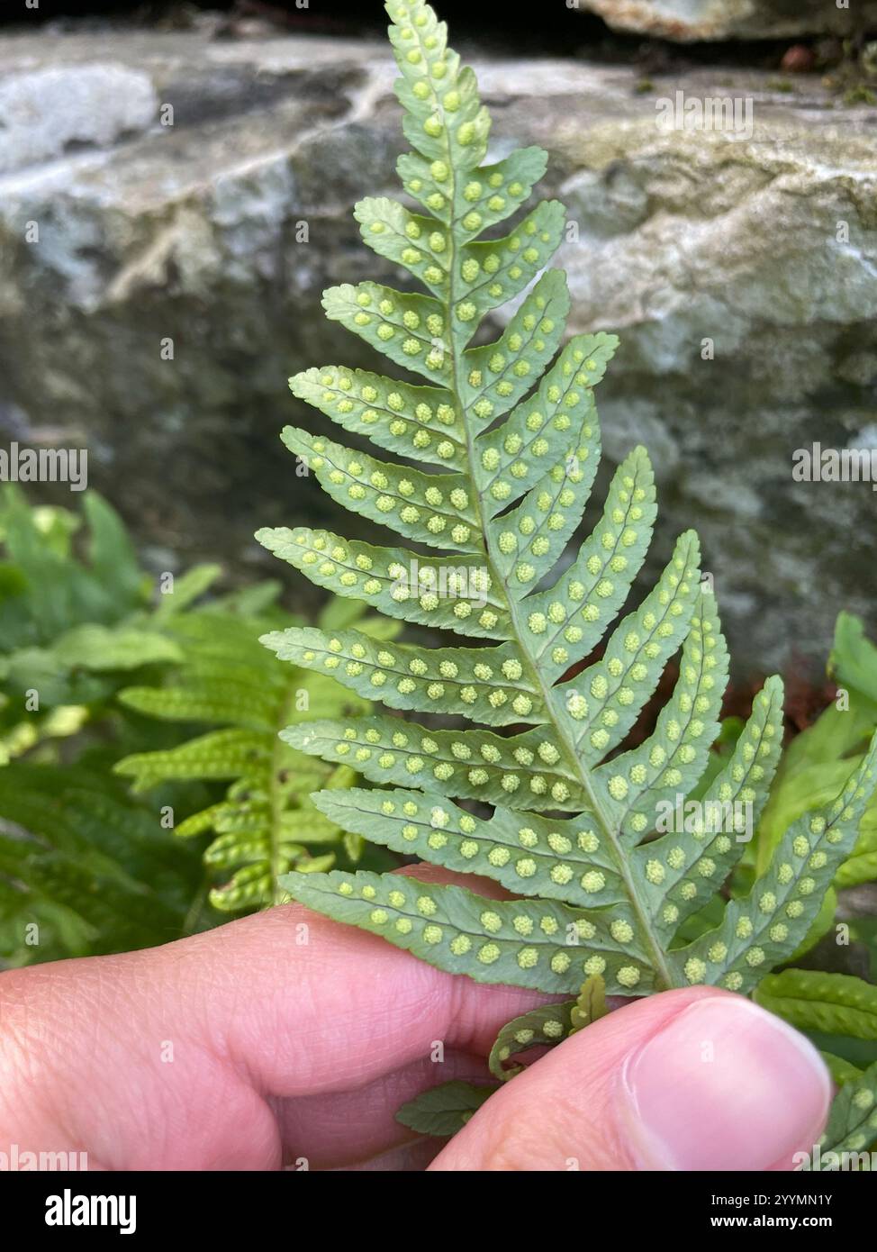 common polypody (Polypodium vulgare Stock Photo - Alamy