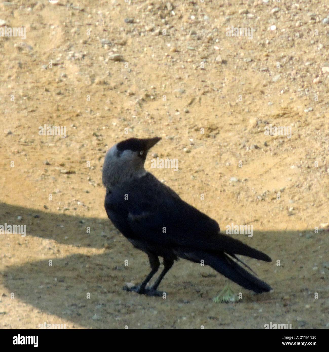 Eurasian Jackdaw (Coloeus monedula Stock Photo - Alamy