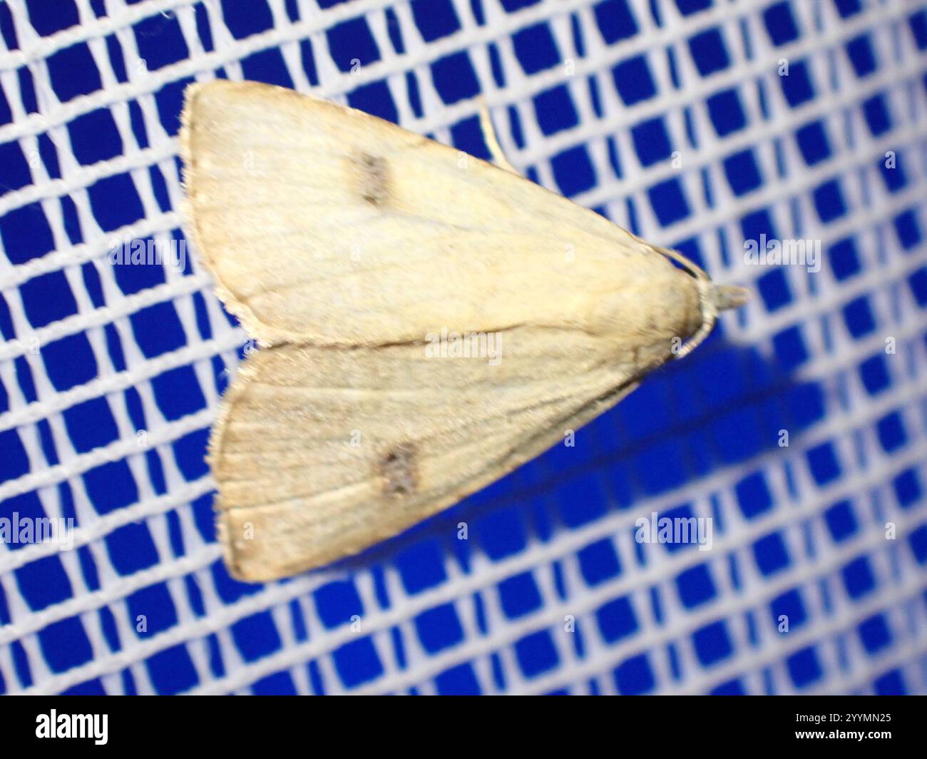 Straw Dot (Rivula sericealis Stock Photo - Alamy
