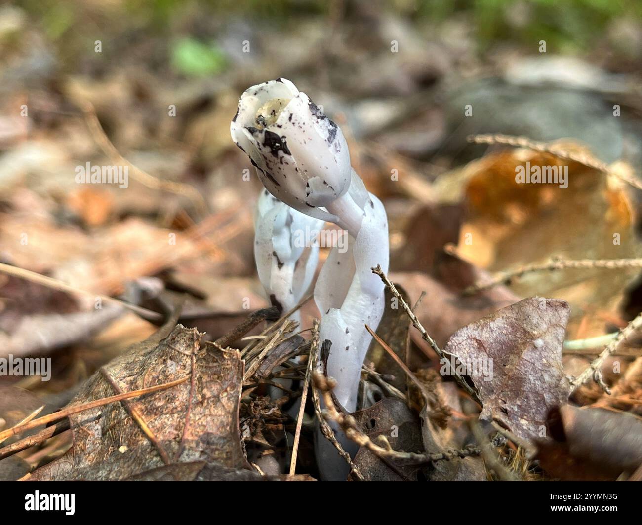 Ghost Pipe (Monotropa uniflora Stock Photo - Alamy