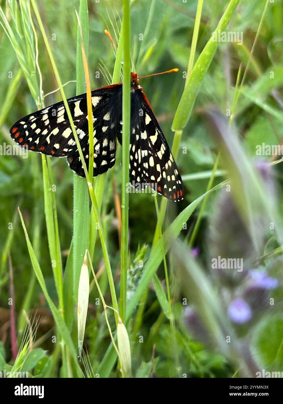 Variable Checkerspot (Euphydryas chalcedona Stock Photo - Alamy