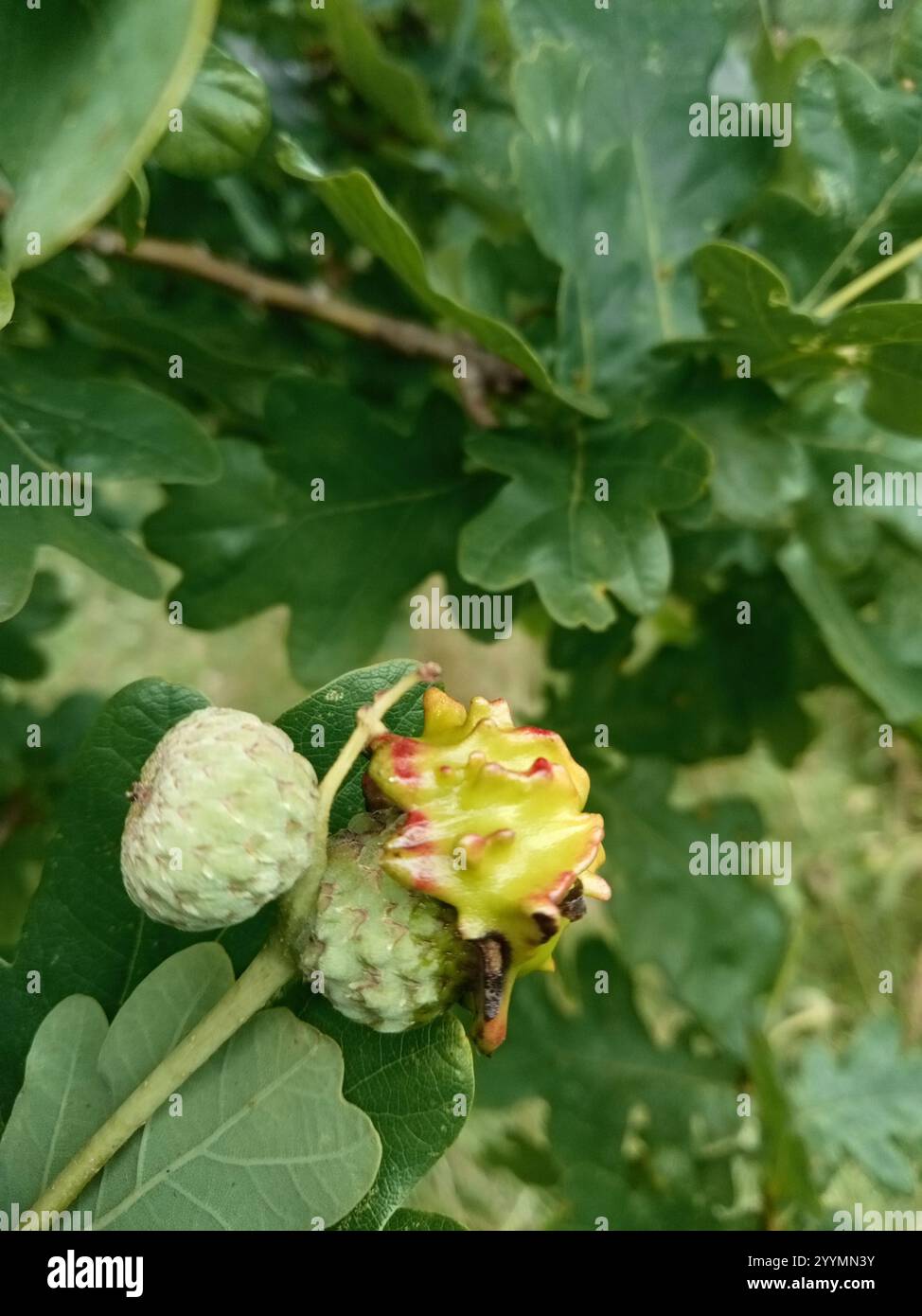 Knopper Gall Wasp (Andricus quercuscalicis Stock Photo - Alamy