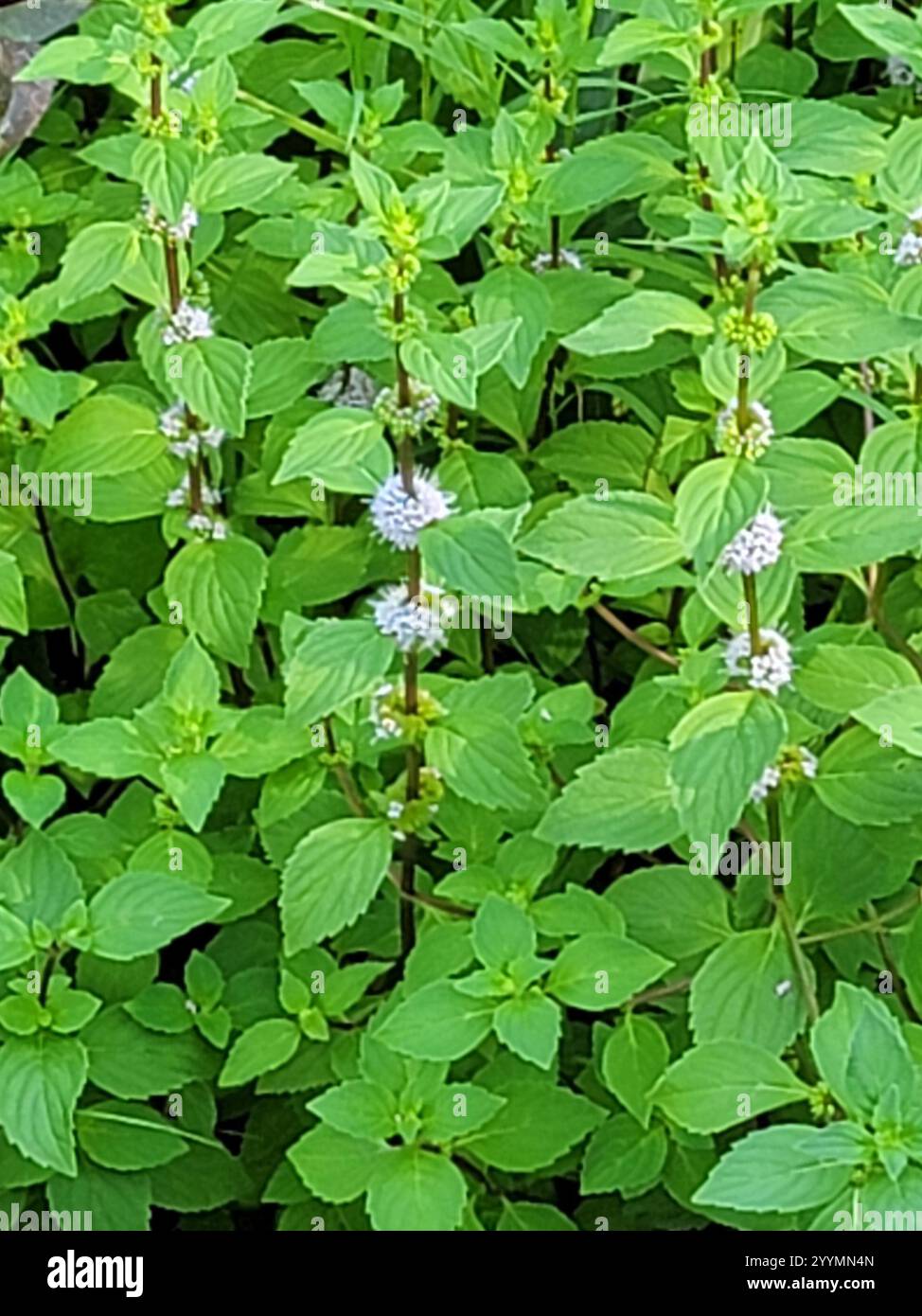Canada mint (Mentha canadensis Stock Photo - Alamy