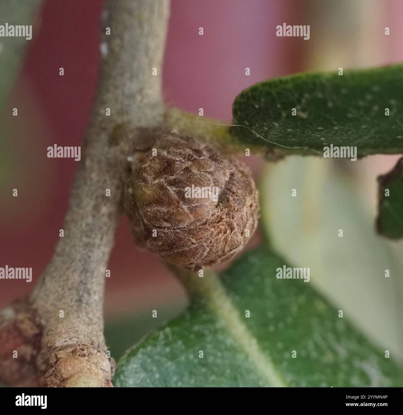 leafy oak gall wasp (Andricus quercusfoliatus Stock Photo - Alamy