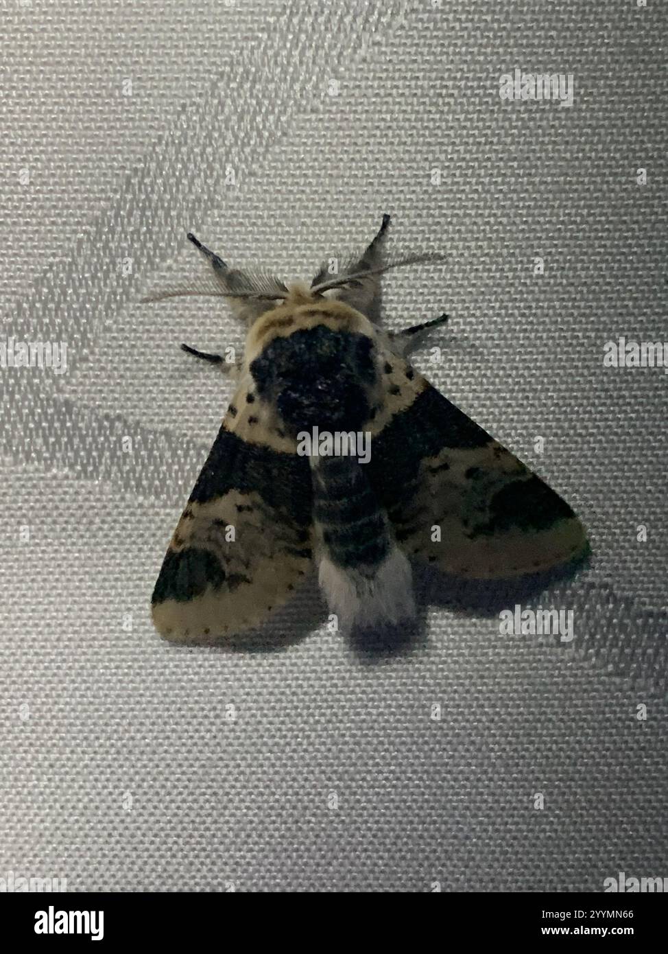 Modest Furcula Moth (Furcula modesta Stock Photo - Alamy