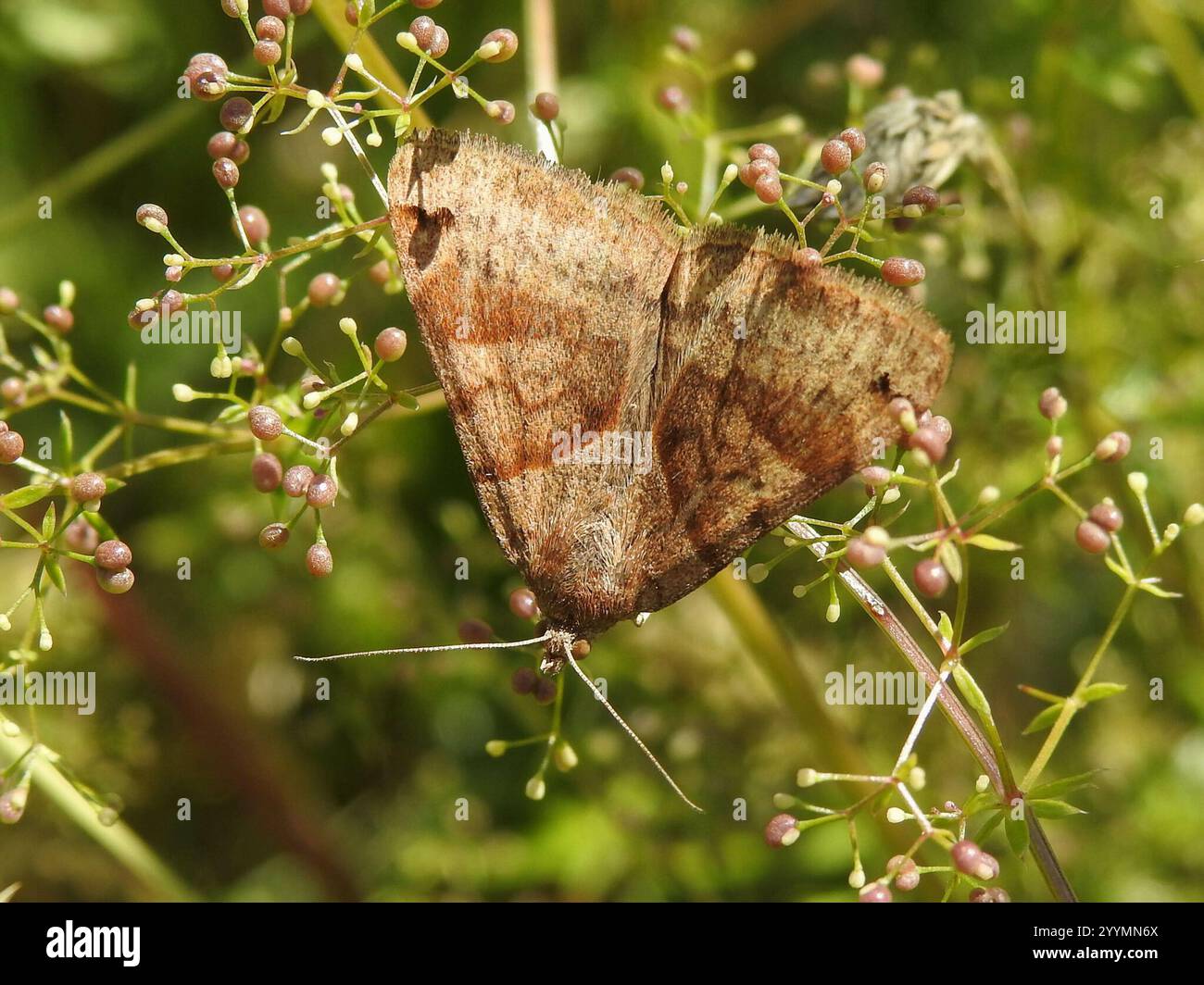 Clover Looper Moth (Caenurgina crassiuscula Stock Photo - Alamy