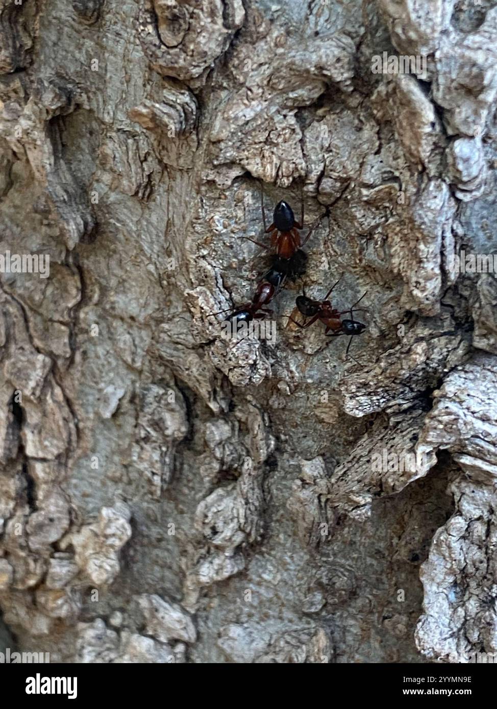 Texas Carpenter Ant (Camponotus texanus Stock Photo - Alamy