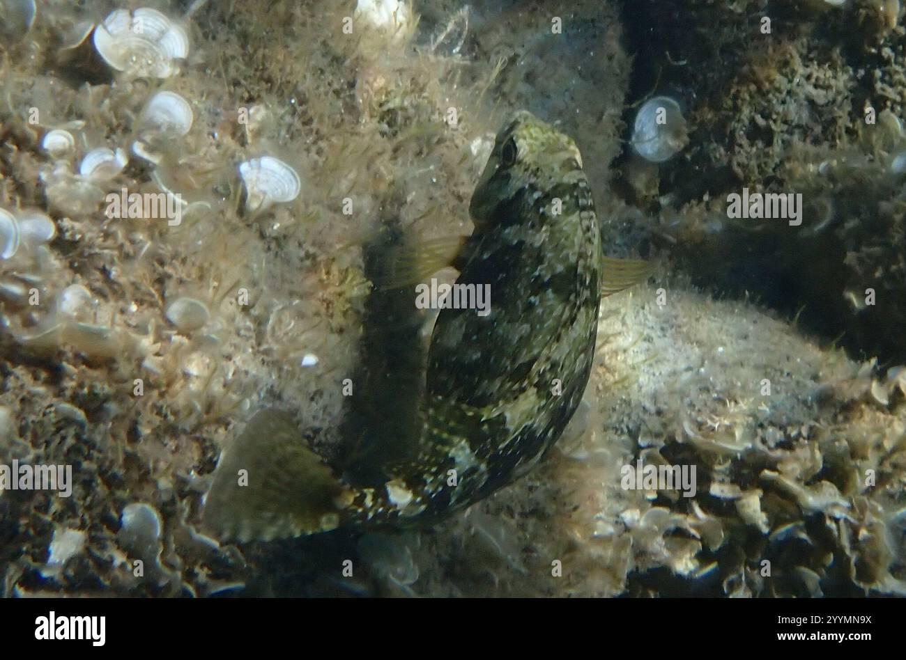 Dusky Spinefoot (Siganus luridus Stock Photo - Alamy