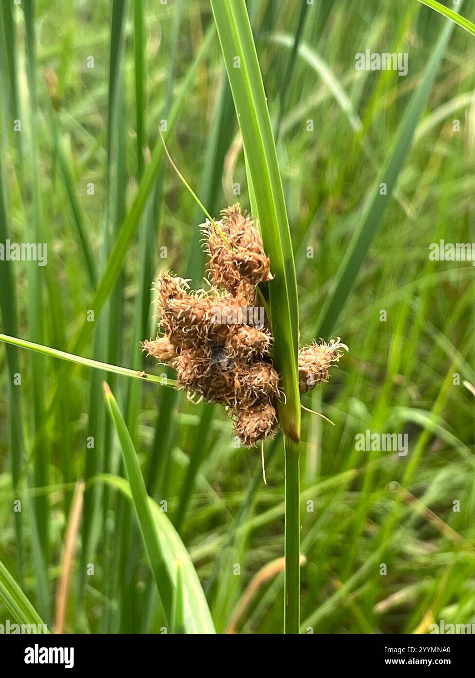 Bolboschoenus robustus hi-res stock photography and images - Alamy