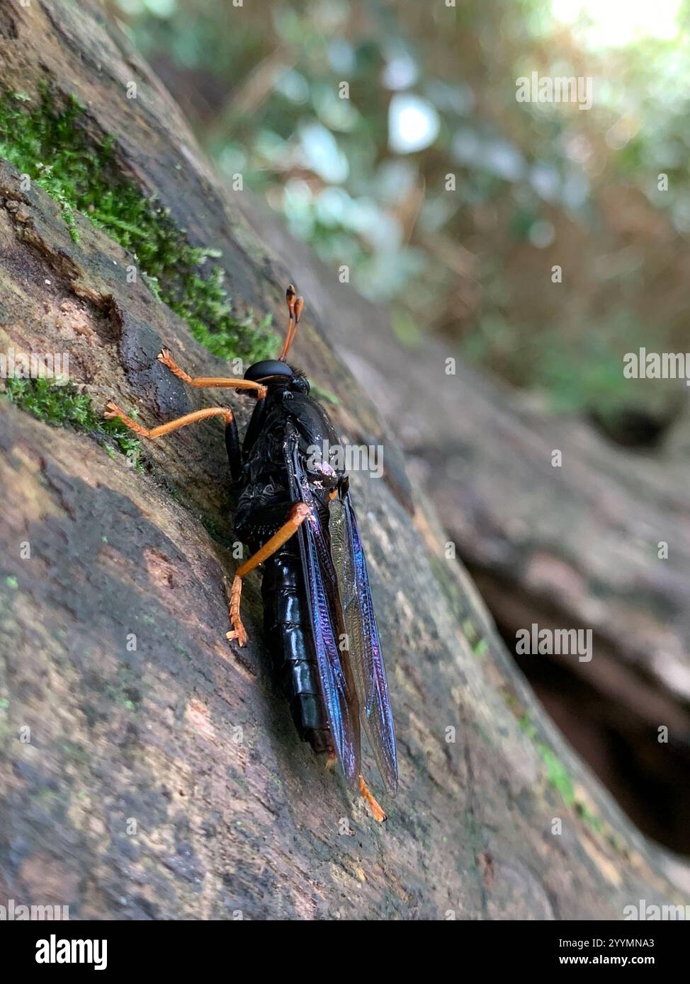 Mydas fly hi-res stock photography and images - Alamy