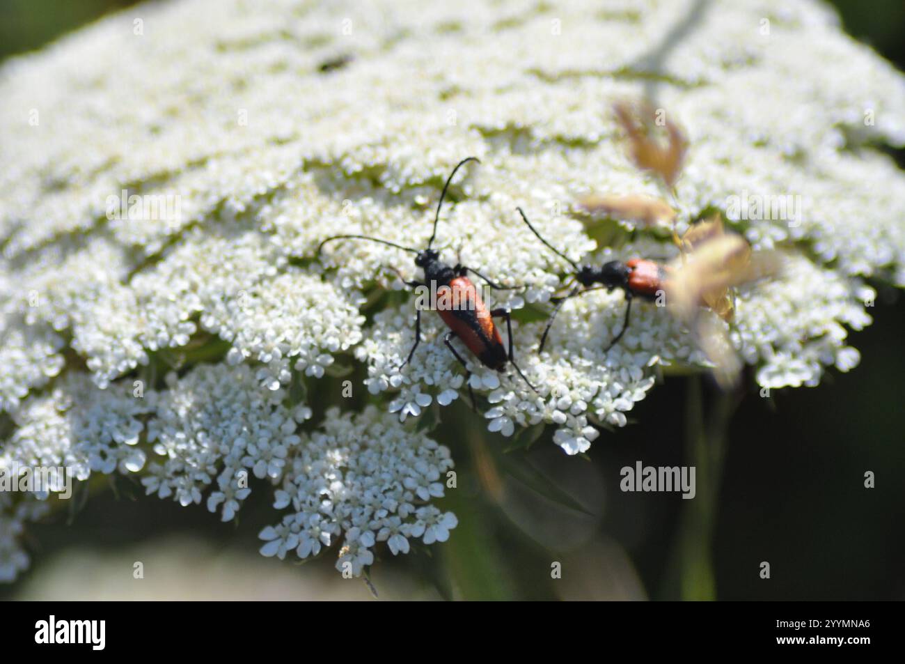 heart longhorn beetle (Stictoleptura cordigera Stock Photo - Alamy