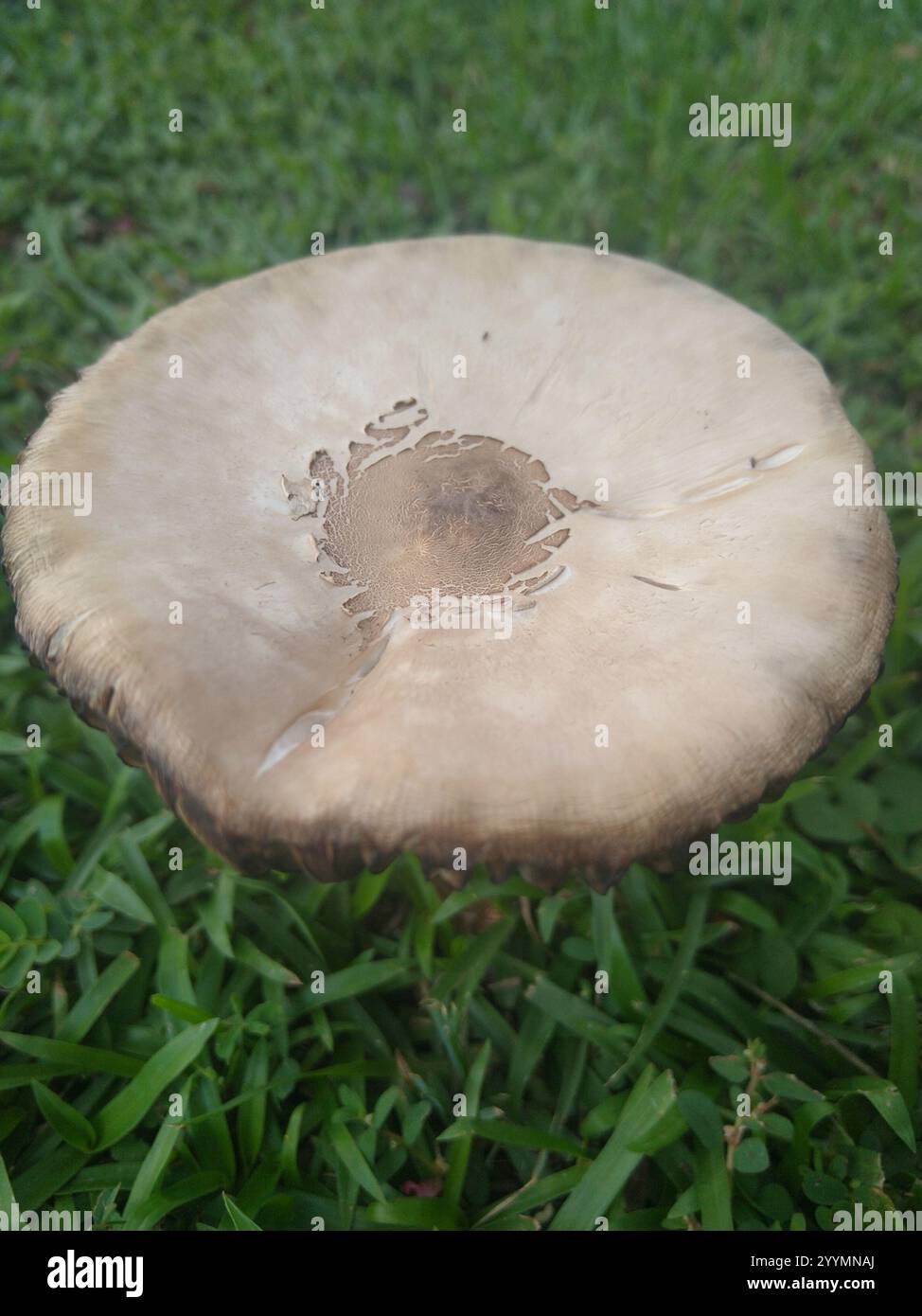 green-spored parasol (Chlorophyllum molybdites Stock Photo - Alamy
