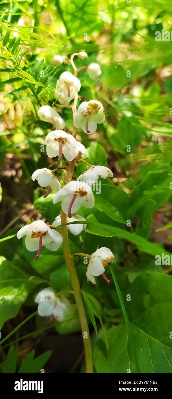 round-leaved wintergreen (Pyrola rotundifolia Stock Photo - Alamy