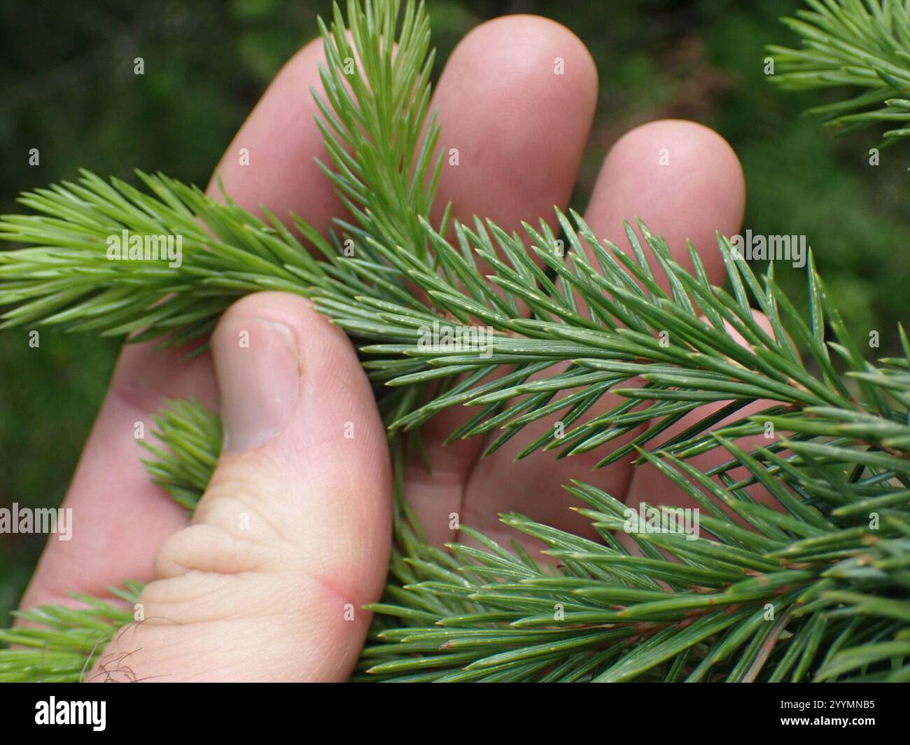 Engelmann spruce (Picea engelmannii Stock Photo - Alamy