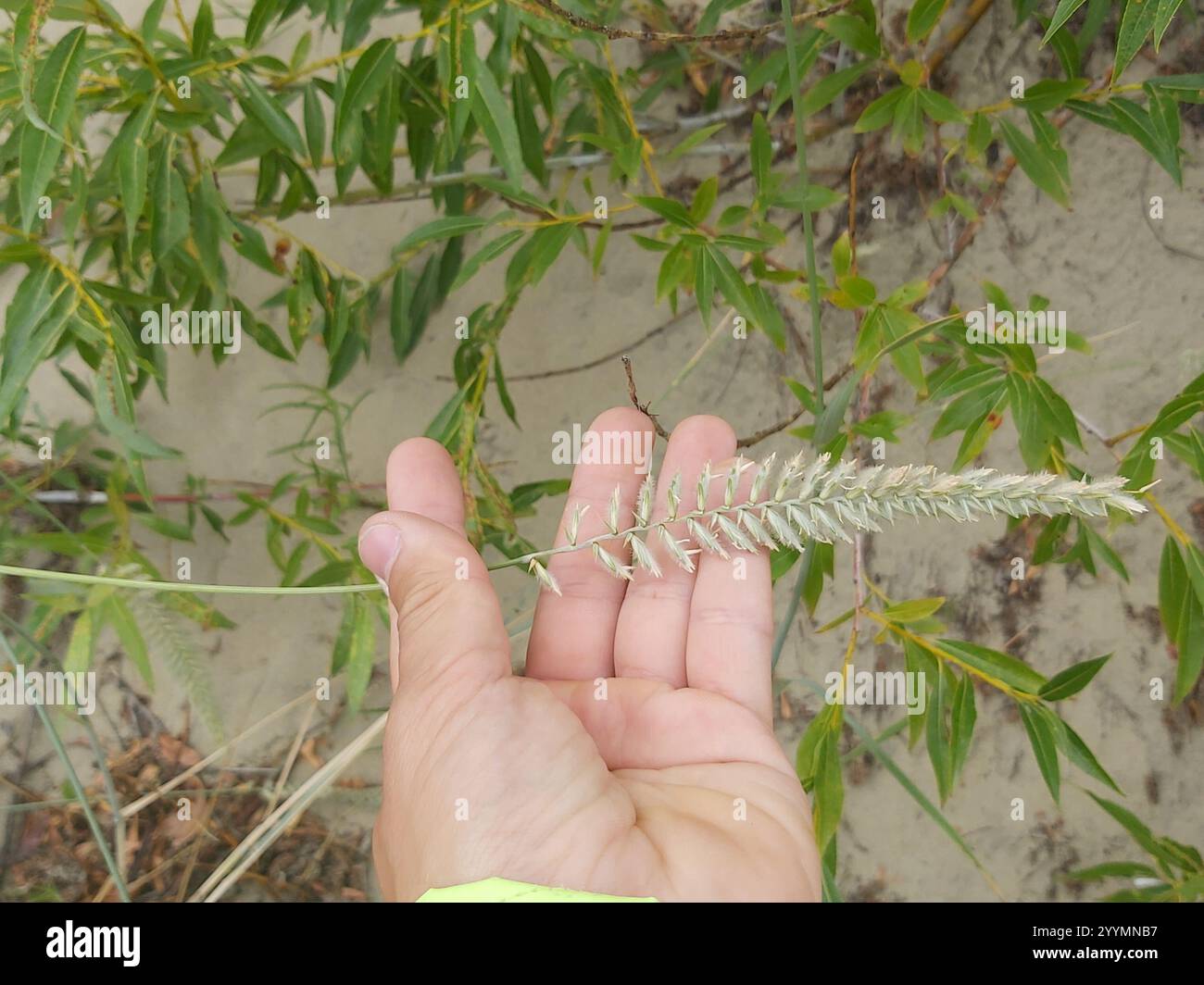 Edge Flowered Crested Wheatgrass (Agropyron dasyanthum Stock Photo - Alamy