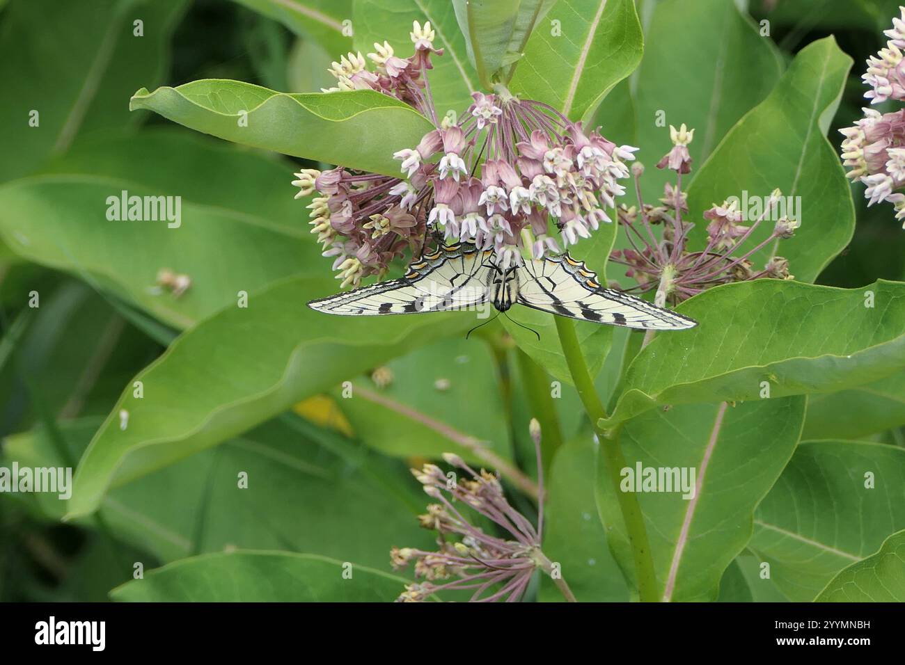Canadian Tiger Swallowtail (Papilio canadensis Stock Photo - Alamy