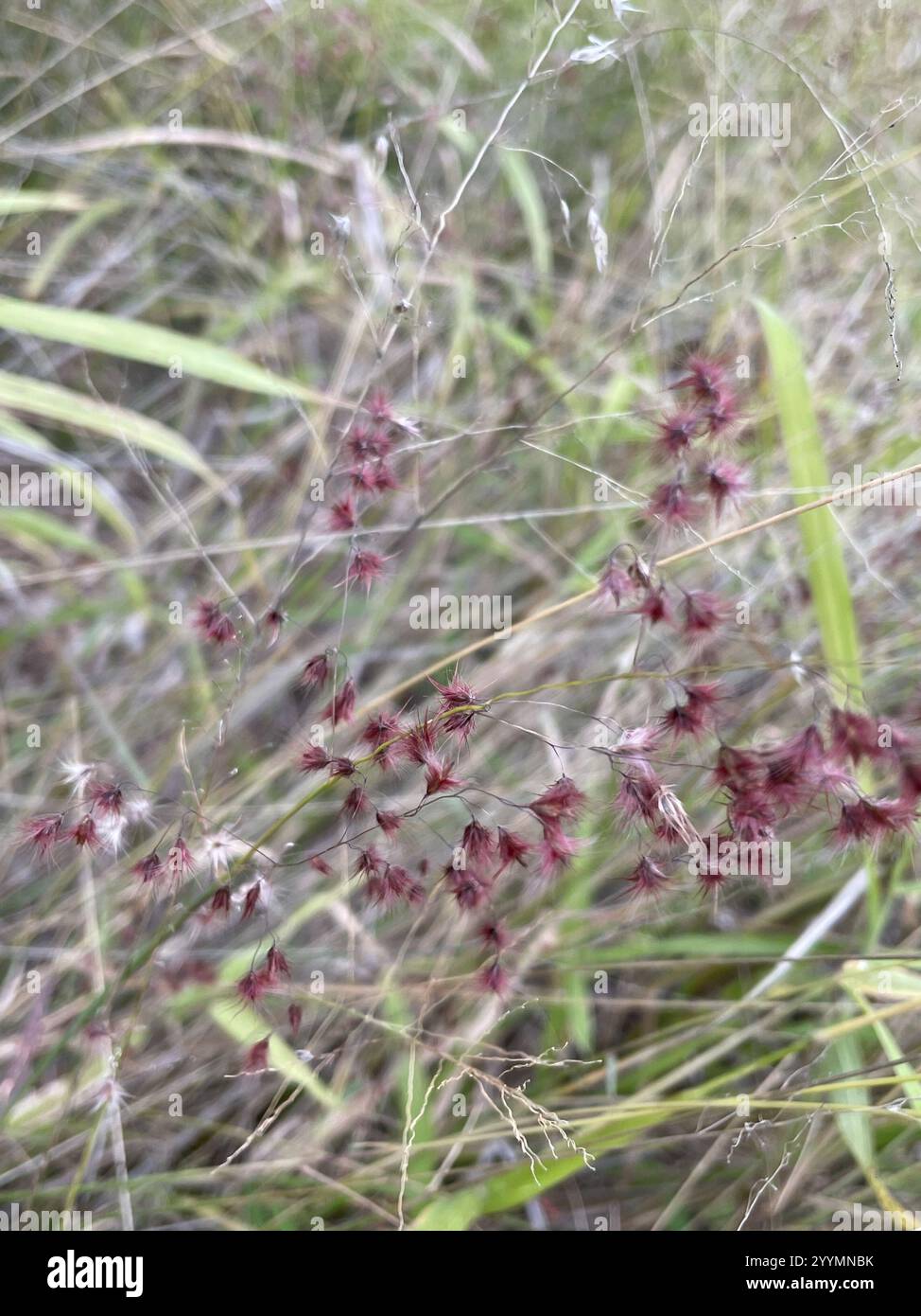 Natal grass (Melinis repens Stock Photo - Alamy
