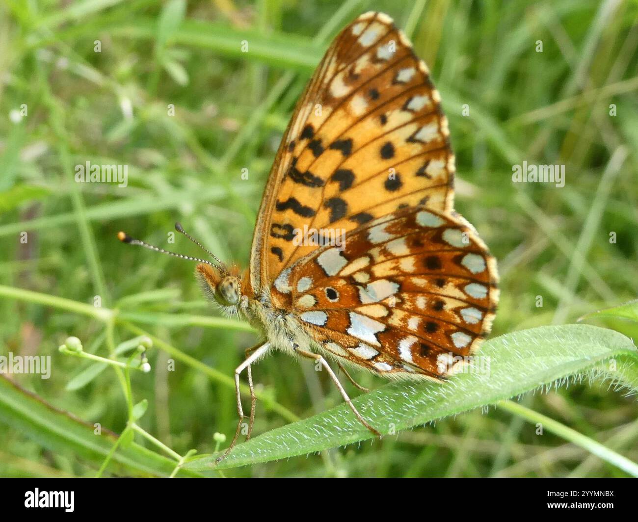 American Silver-bordered Fritillary (Boloria myrina Stock Photo - Alamy