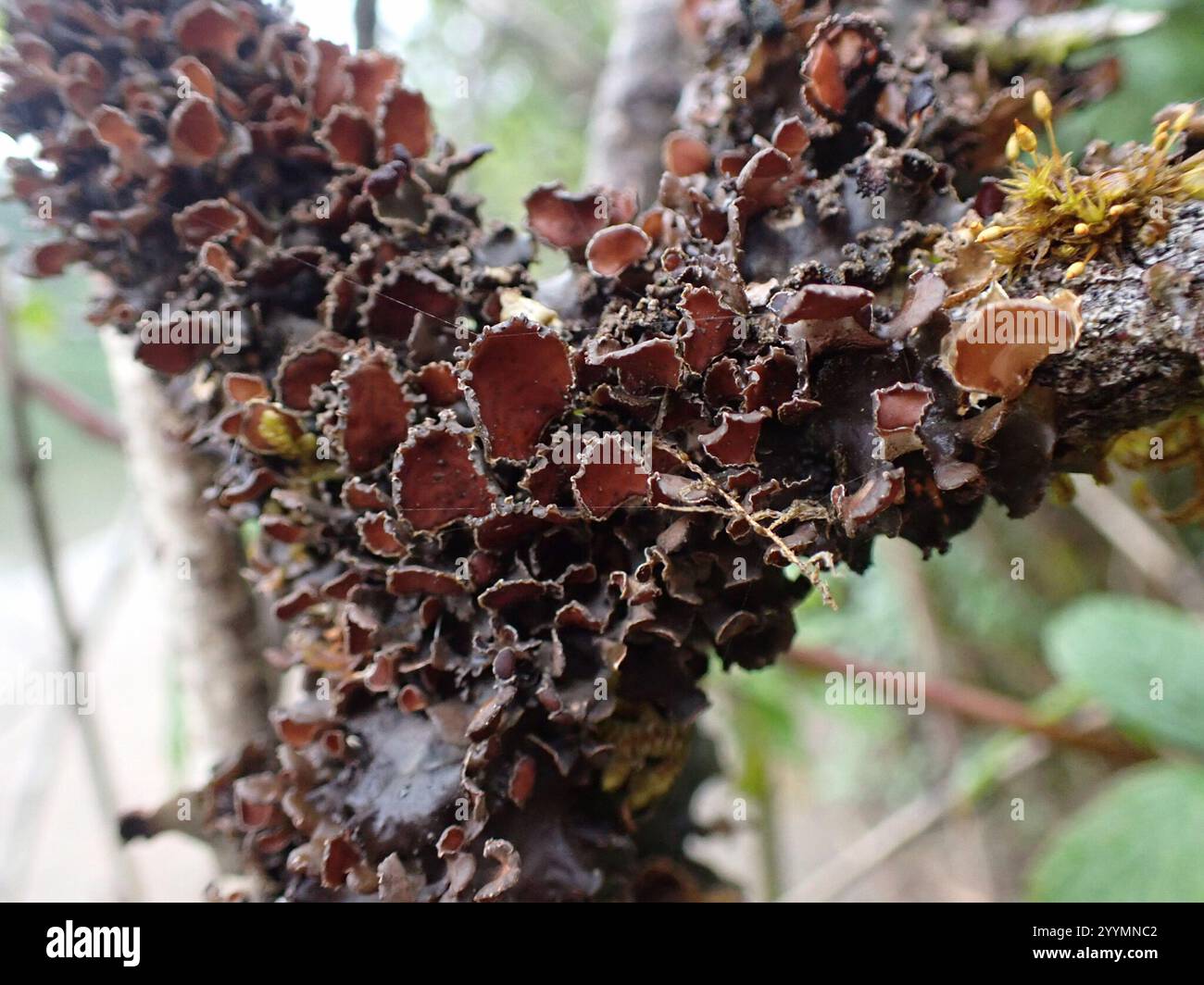 Kidney Lichens (Nephroma Stock Photo - Alamy
