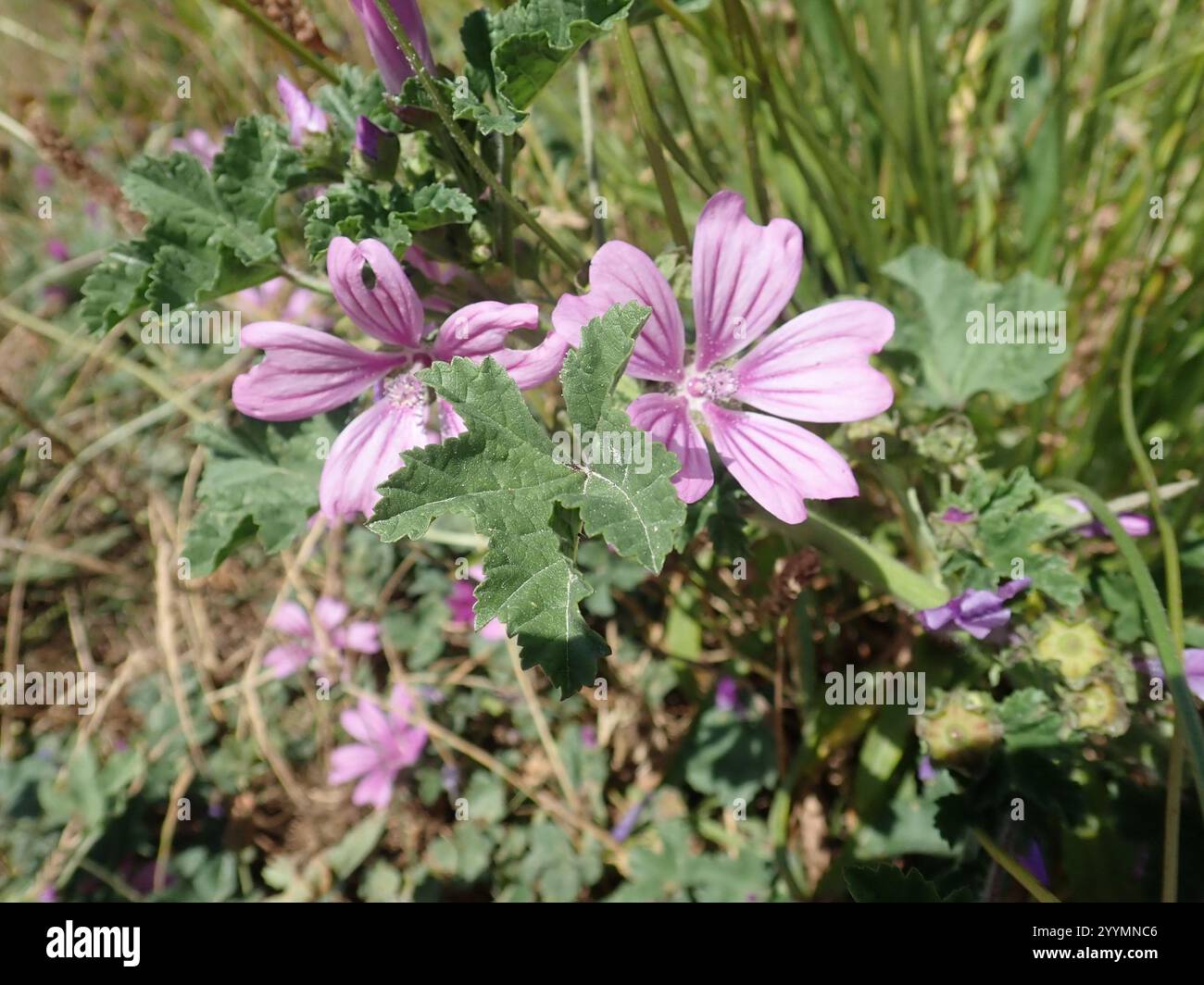 Common Mallow (Malva sylvestris Stock Photo - Alamy